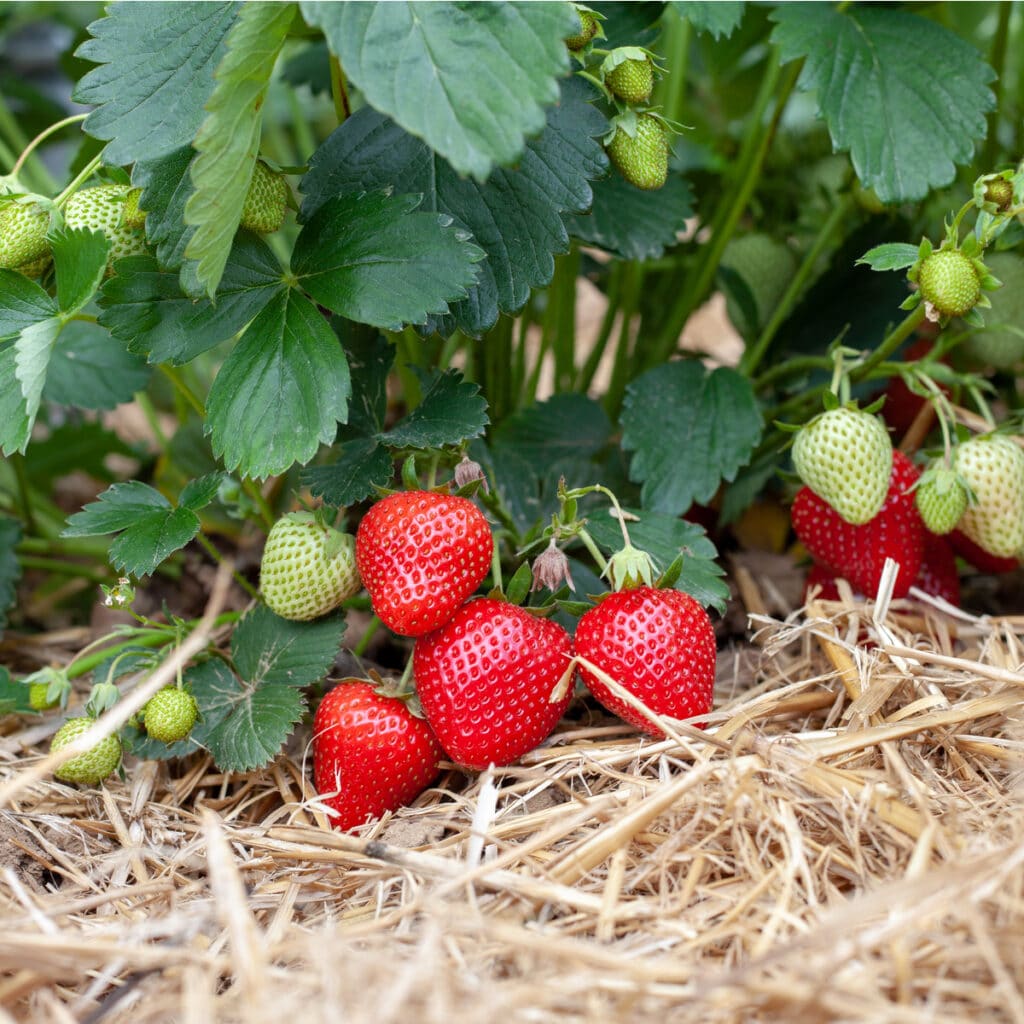 Medicinal Uses of Strawberry Plants – Strawberry Plants
