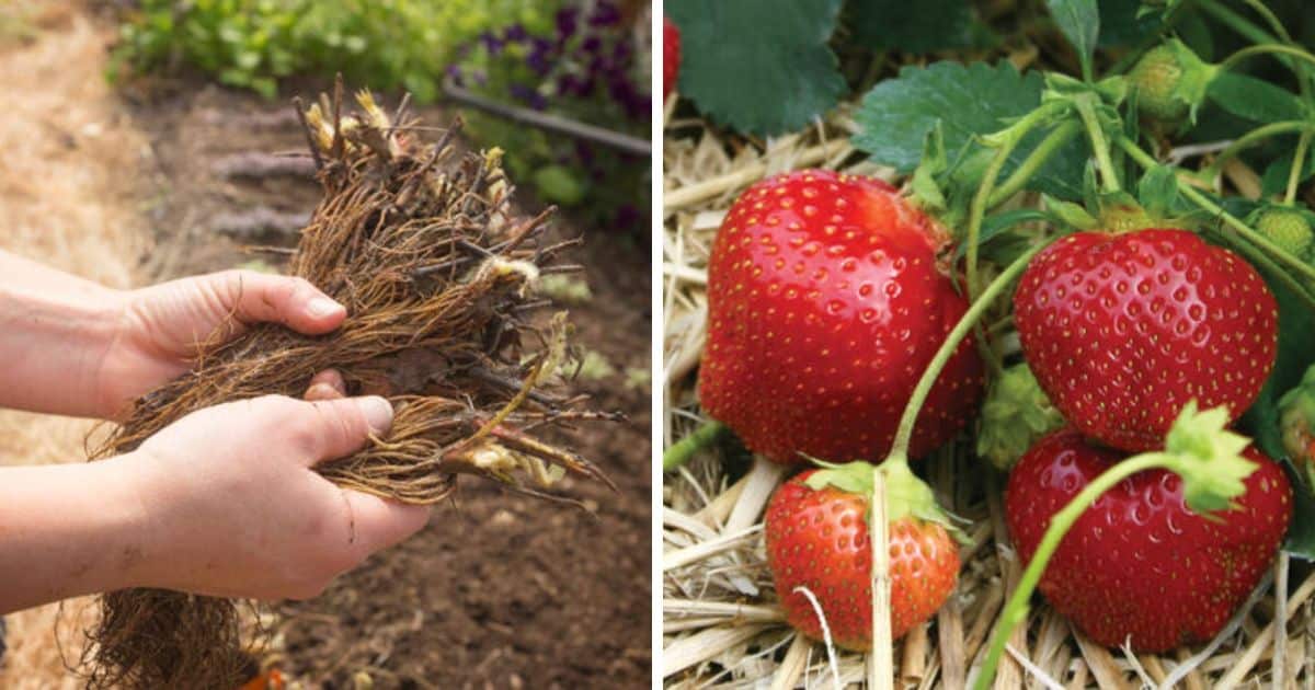 Galletta Strawberry Variety Info And Grow Guide – Strawberry Plants