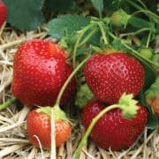 Seascape Strawberry Variety Info And Grow Guide – Strawberry Plants