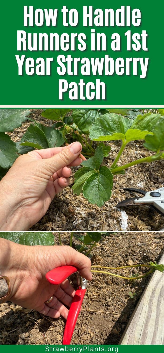 How to Handle Runners in a 1st Year Strawberry Patch – Strawberry Plants
