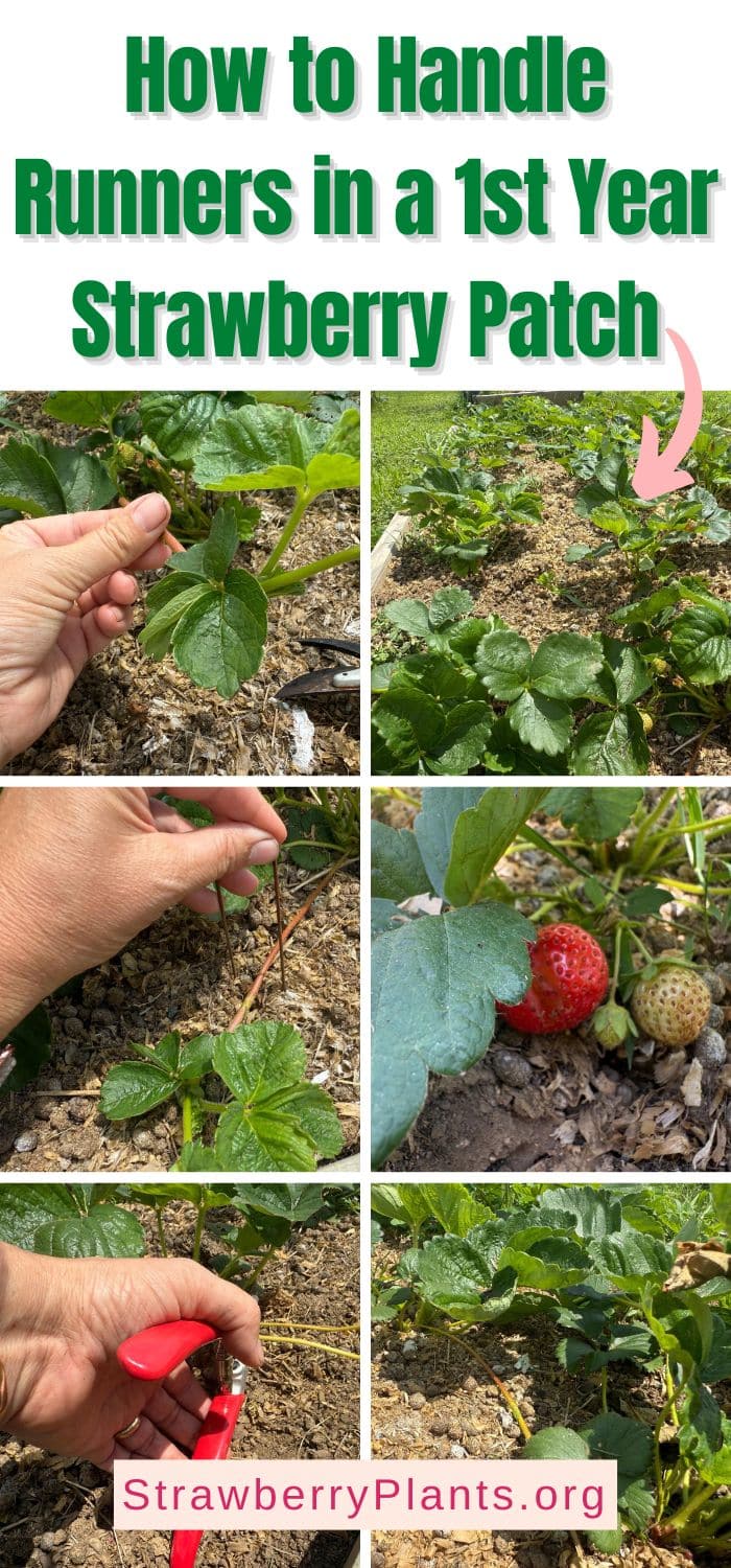 How to Handle Runners in a 1st Year Strawberry Patch – Strawberry Plants