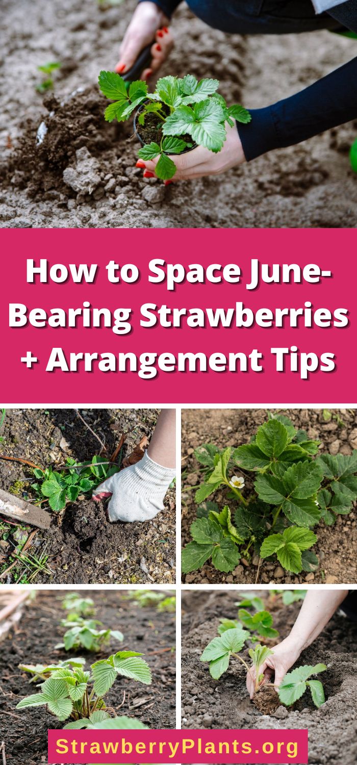 How Big Do June Bearing Strawberries Get at Myron Moses blog