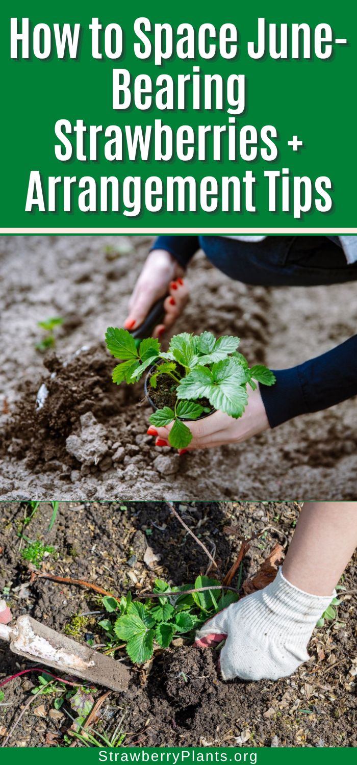 How to Space June-Bearing Strawberries + Arrangement Tips – Strawberry ...