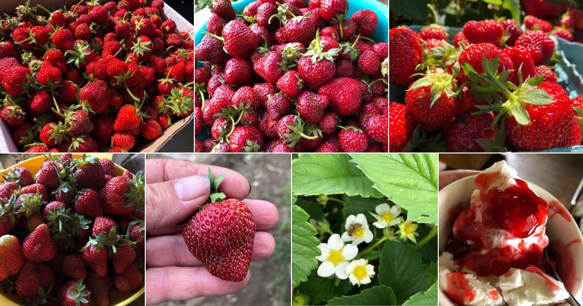 How to Tell When Strawberries Are Ready for Picking
