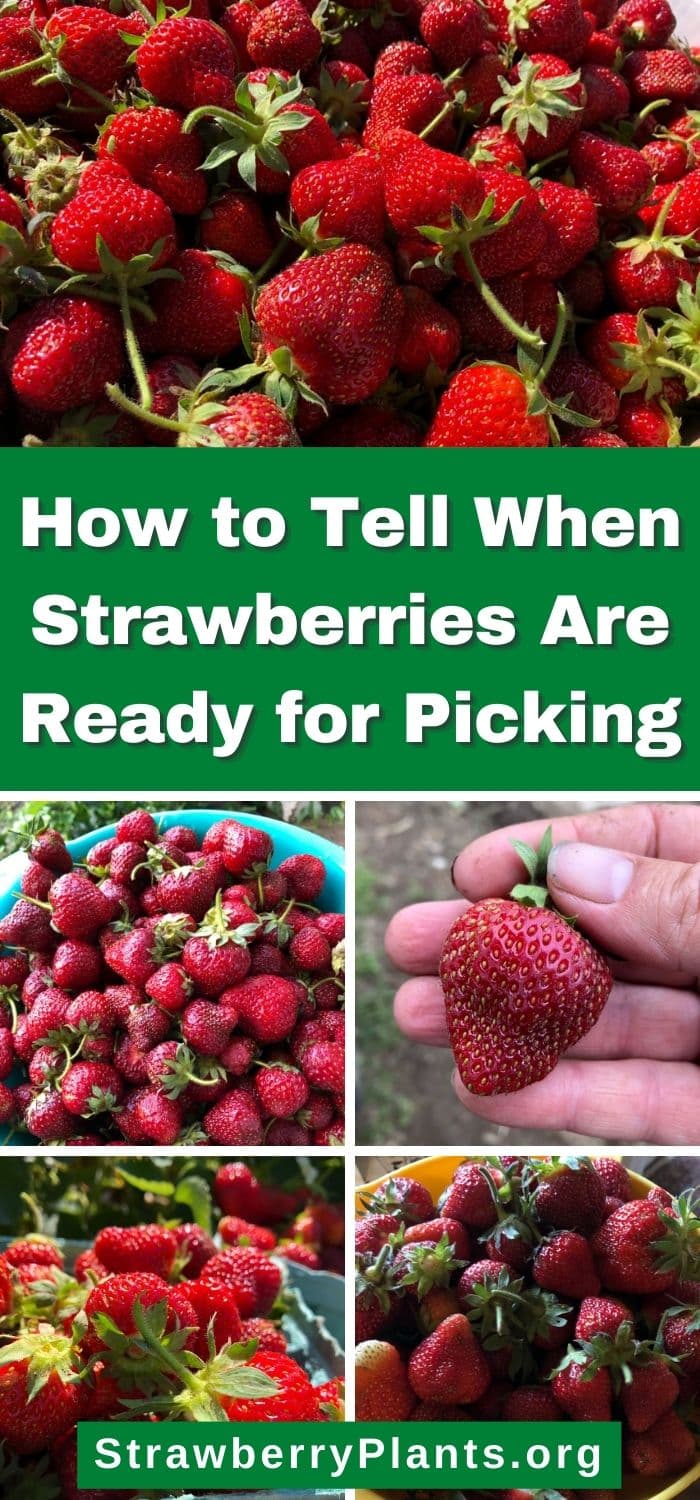 How to Tell When Strawberries Are Ready for Picking