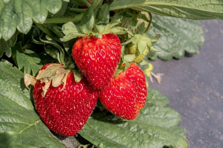 Jewel Strawberry Variety Info And Grow Guide – Strawberry Plants