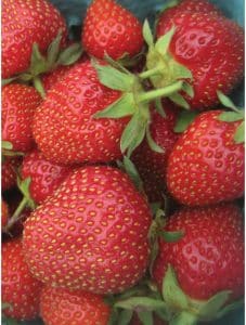 Jewel Strawberry Variety Info And Grow Guide – Strawberry Plants