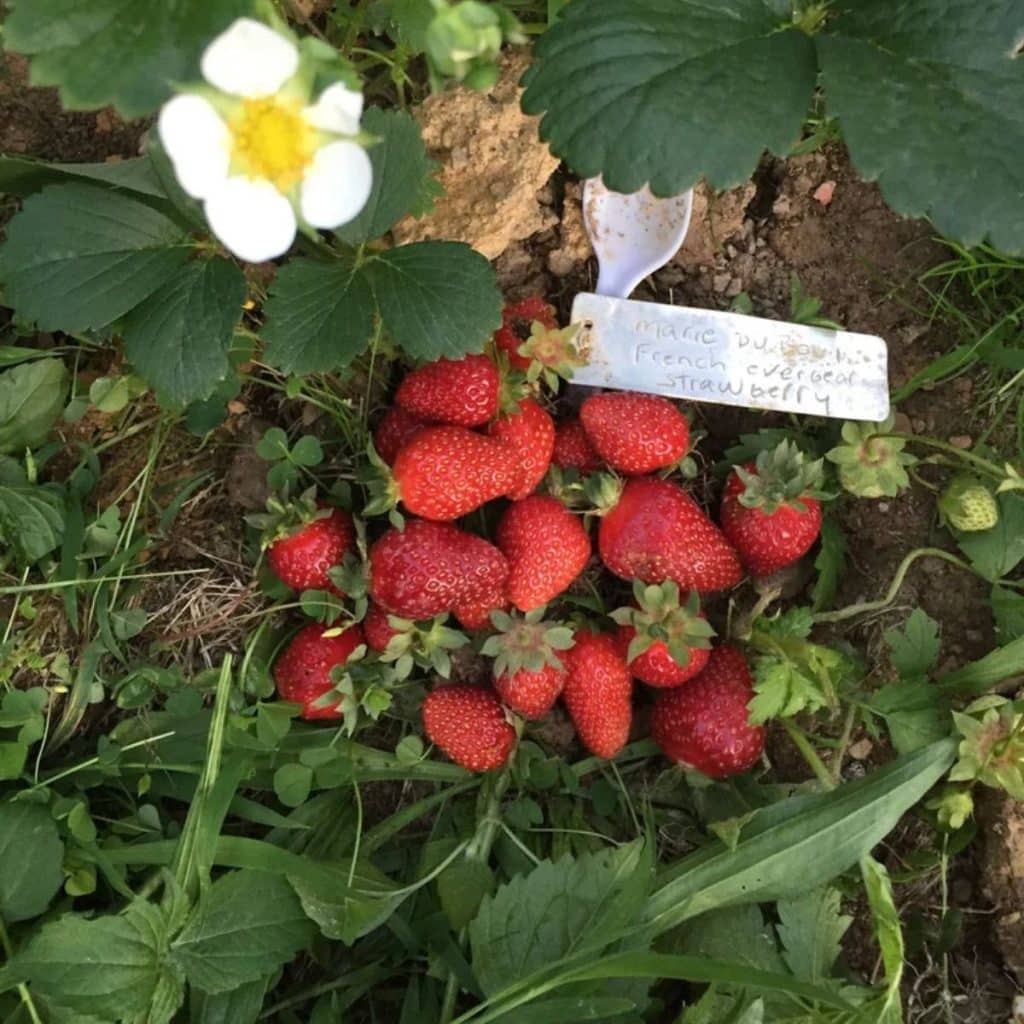 Strawberry Varieties Article Archives – Strawberry Plants