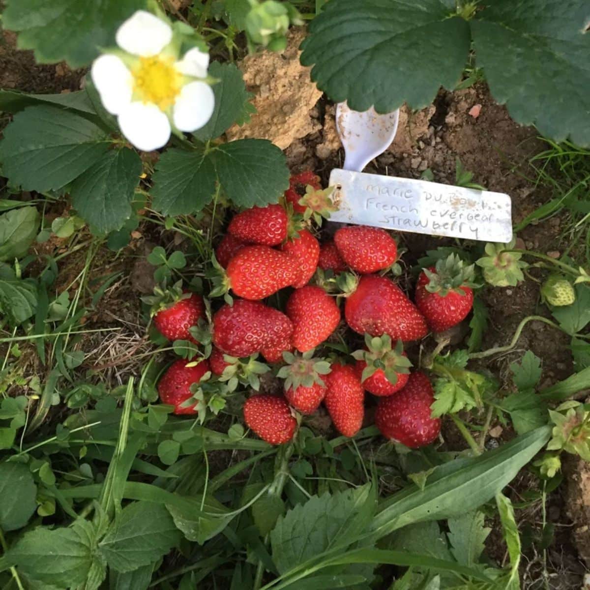 Strawberry Varieties Article Archives – Strawberry Plants