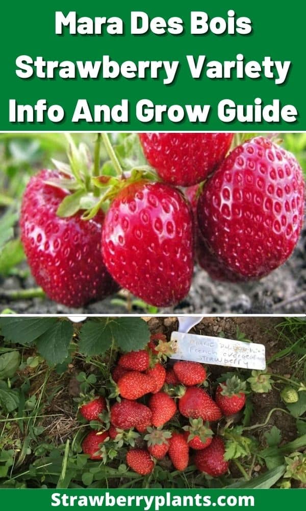 Mara Des Bois Strawberry Variety Info And Grow Guide – Strawberry Plants