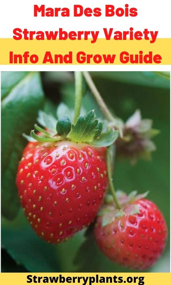 Mara Des Bois Strawberry Variety Info And Grow Guide – Strawberry Plants