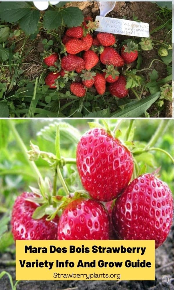 Strawberry Plants For Sale San Antonio at Cristina Lee blog