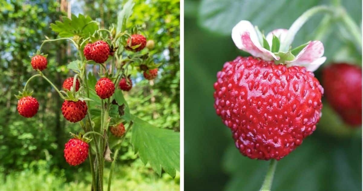 Mignonette Strawberry Variety Info And Grow Guide (Fragaria vesca ...