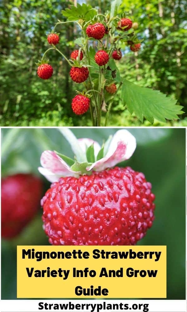 Mignonette Strawberry Variety Info And Grow Guide (Fragaria vesca ...