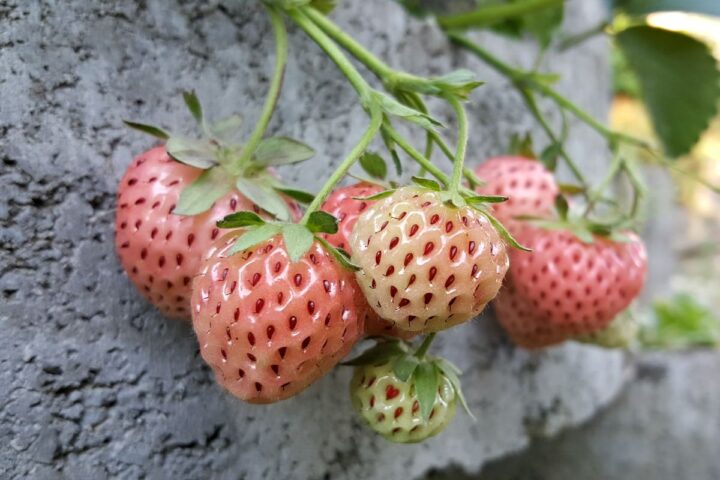 Pineberry & Pineberries (All You Need To Know)