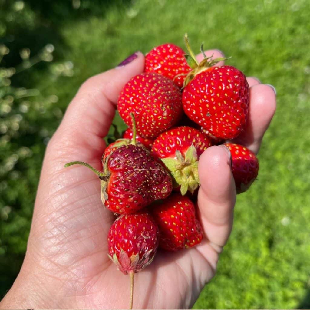 Why Are My Strawberries Small? + Causes and Prevention.