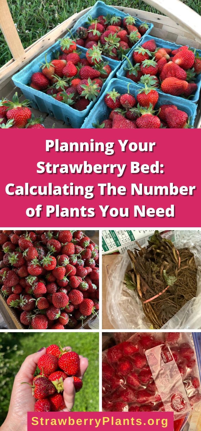 Planning Your Strawberry Bed Calculating The Number Of Plants You Need