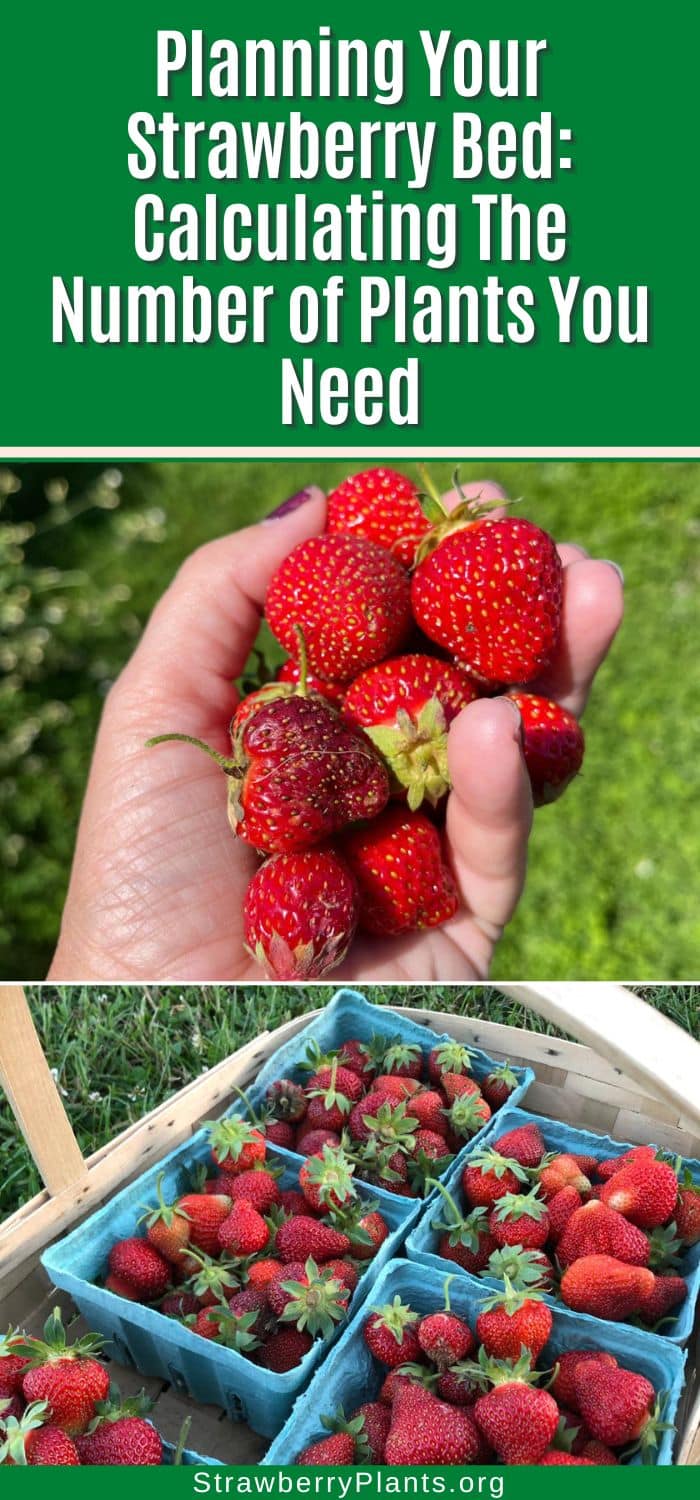 Planning Your Strawberry Bed Calculating The Number Of Plants You Need