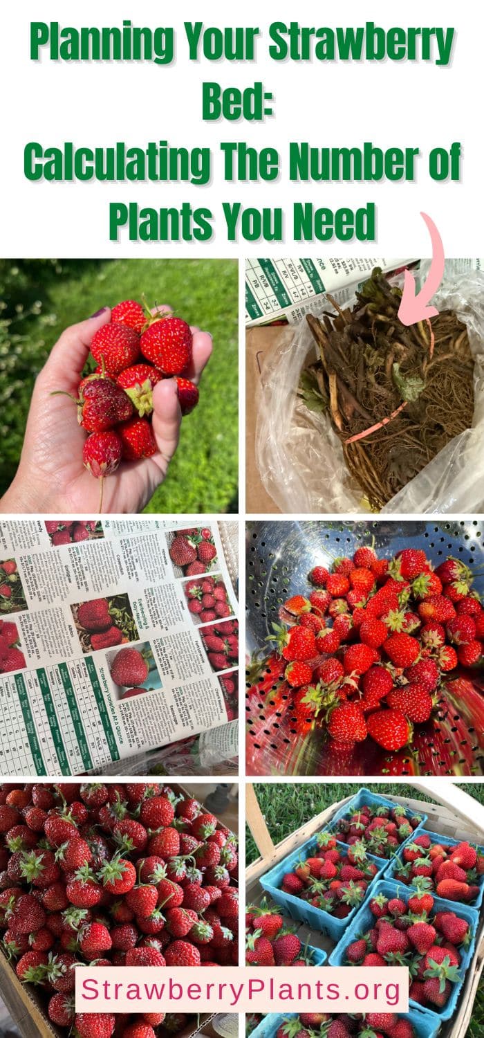 Planning Your Strawberry Bed: Calculating The Number of Plants You Need ...