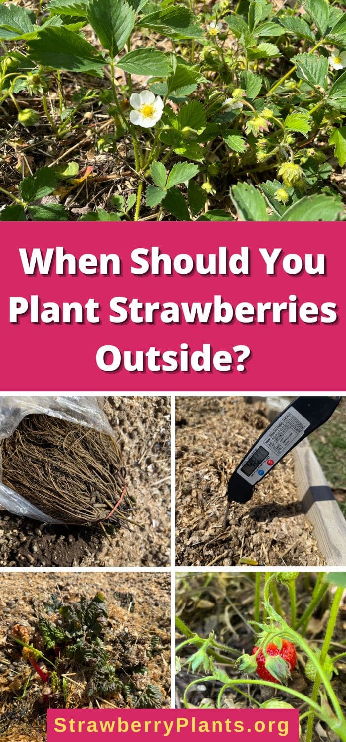 When Should You Plant Strawberries Outside? – Strawberry Plants