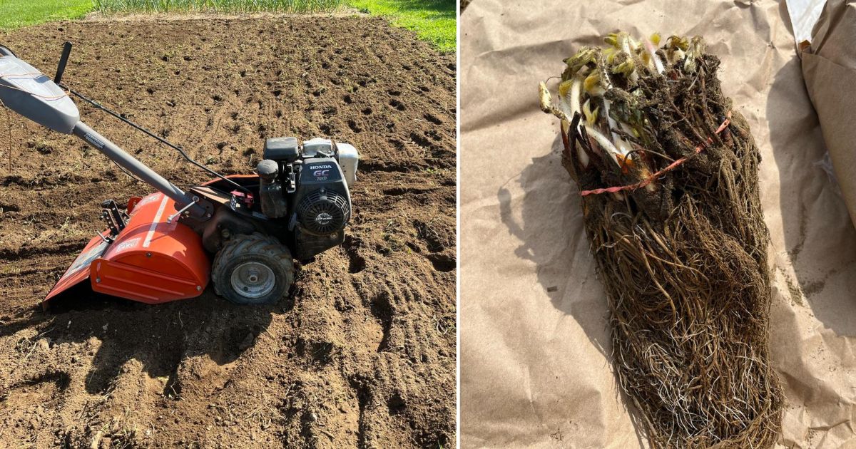 When To Plant Strawberries in the Fall – Strawberry Plants