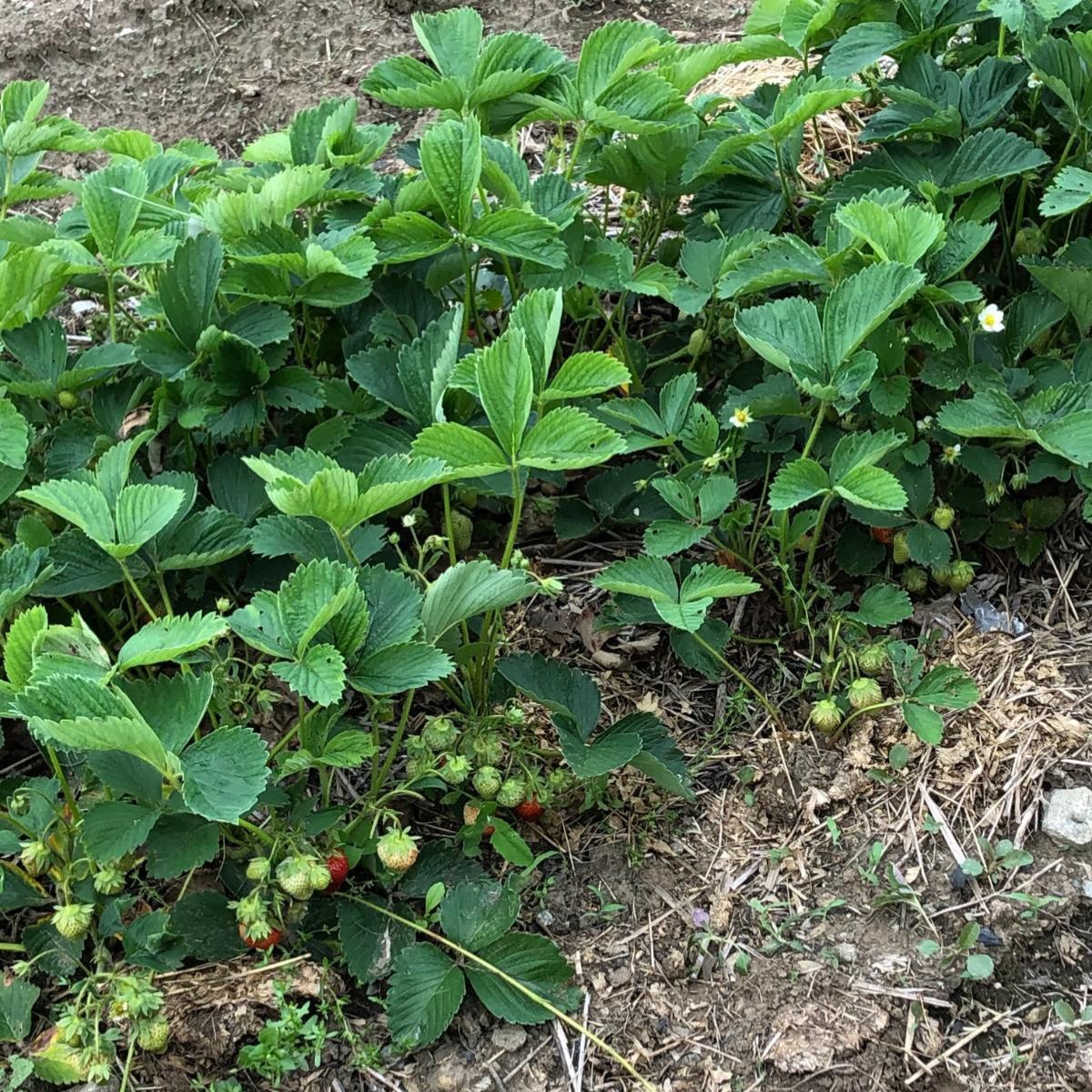 7 Reasons to Plant Strawberries in the Fall – Strawberry Plants
