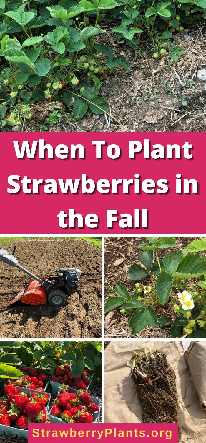 When To Plant Strawberries in the Fall – Strawberry Plants