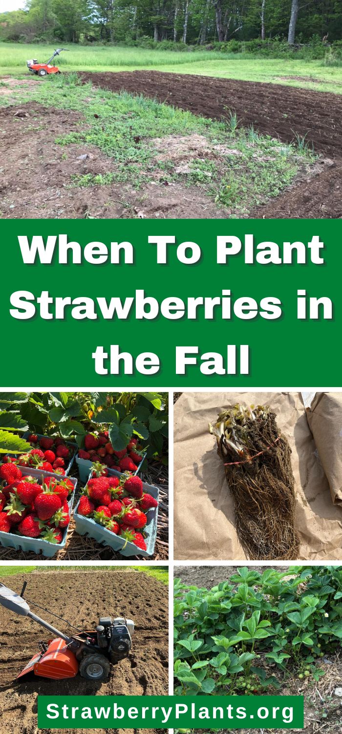 When To Plant Strawberries in the Fall – Strawberry Plants