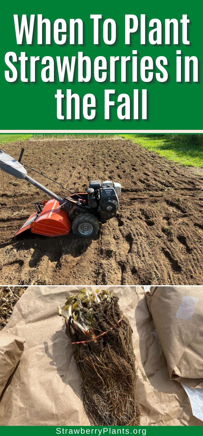 When To Plant Strawberries in the Fall – Strawberry Plants