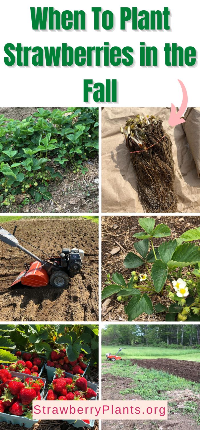 When To Plant Strawberries in the Fall – Strawberry Plants