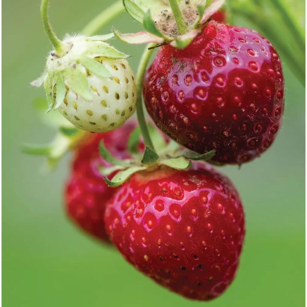 Strawberry Varieties Article Archives – Strawberry Plants