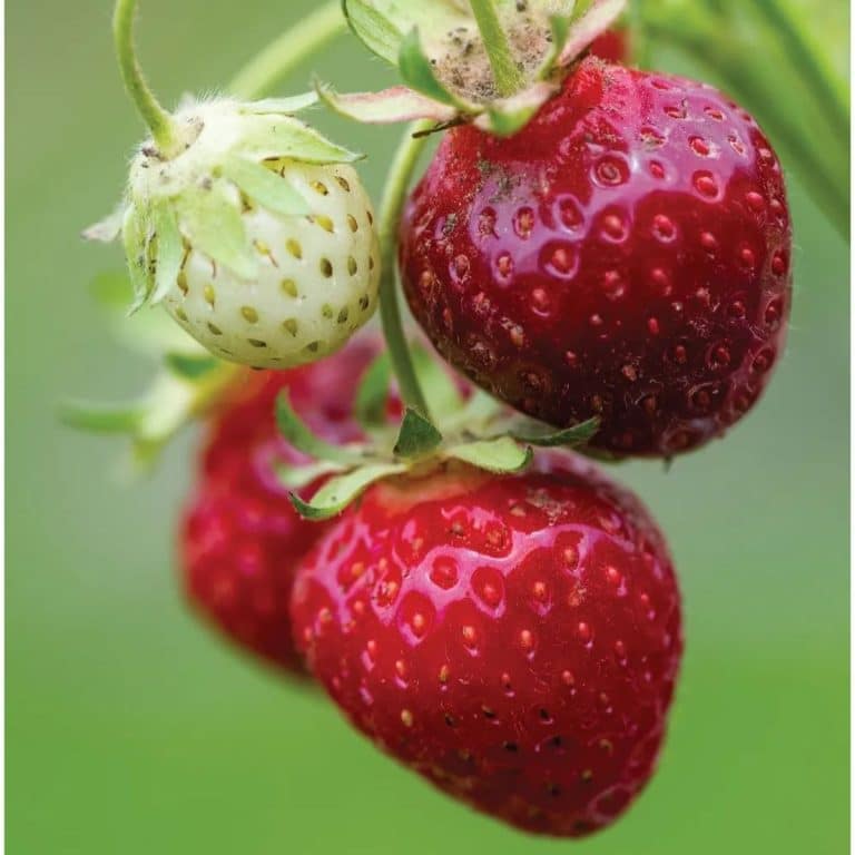 Strawberry Varieties Article Archives – Strawberry Plants