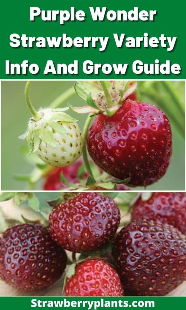 Purple Wonder Strawberry Variety Info And Grow Guide – Strawberry Plants