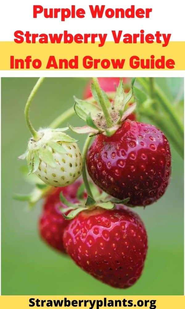 Purple Wonder Strawberry Variety Info And Grow Guide – Strawberry Plants