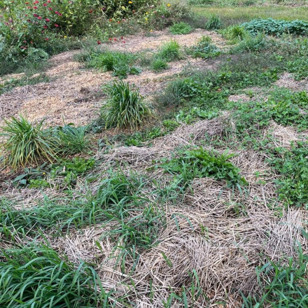 Honeoye Strawberry Variety Info And Grow Guide – Strawberry Plants