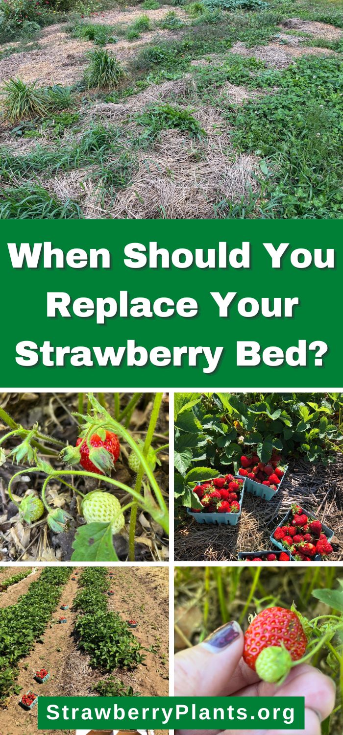 When Should You Replace Your Strawberry Bed? – Strawberry Plants