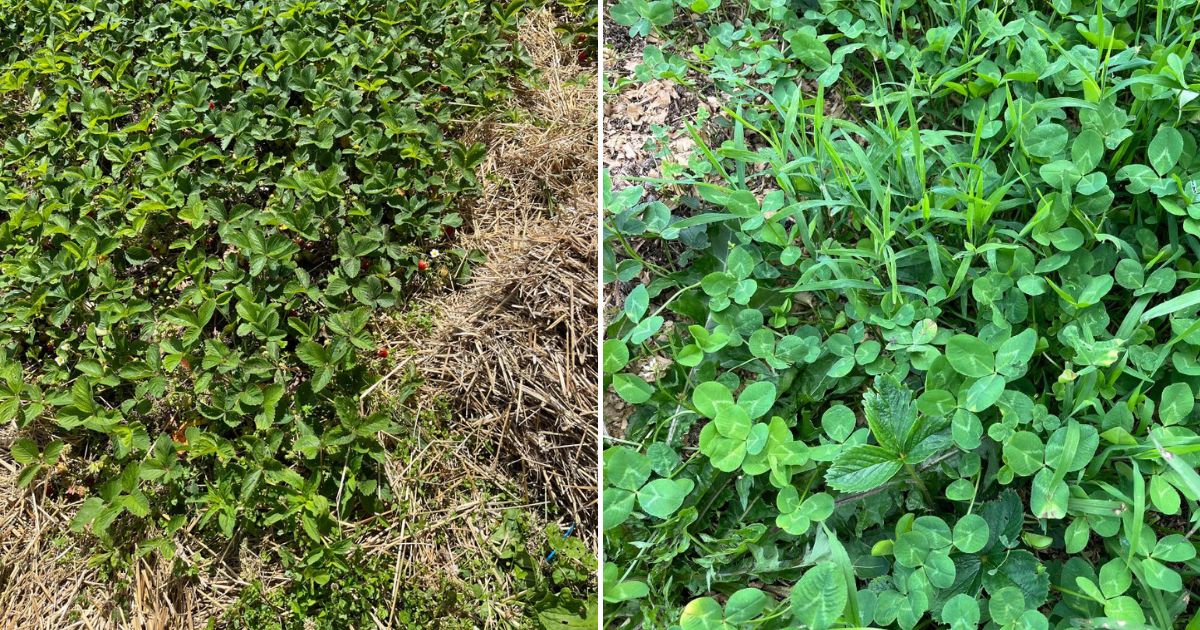 7 Reasons to Rotate Your Strawberry Bed Planting – Strawberry Plants