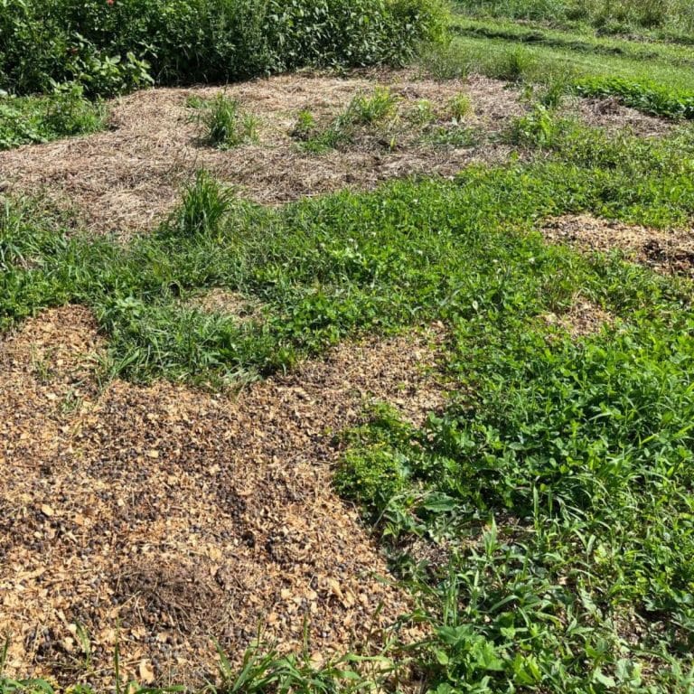 Mara Des Bois Strawberry Variety Info And Grow Guide – Strawberry Plants