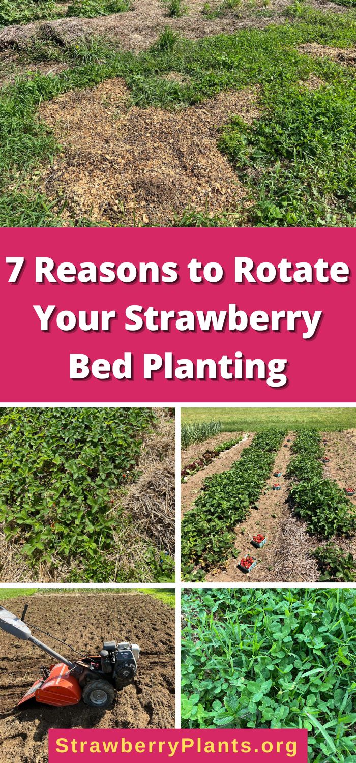 7 Reasons to Rotate Your Strawberry Bed Planting – Strawberry Plants