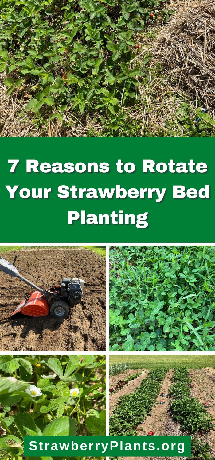 7 Reasons to Rotate Your Strawberry Bed Planting – Strawberry Plants