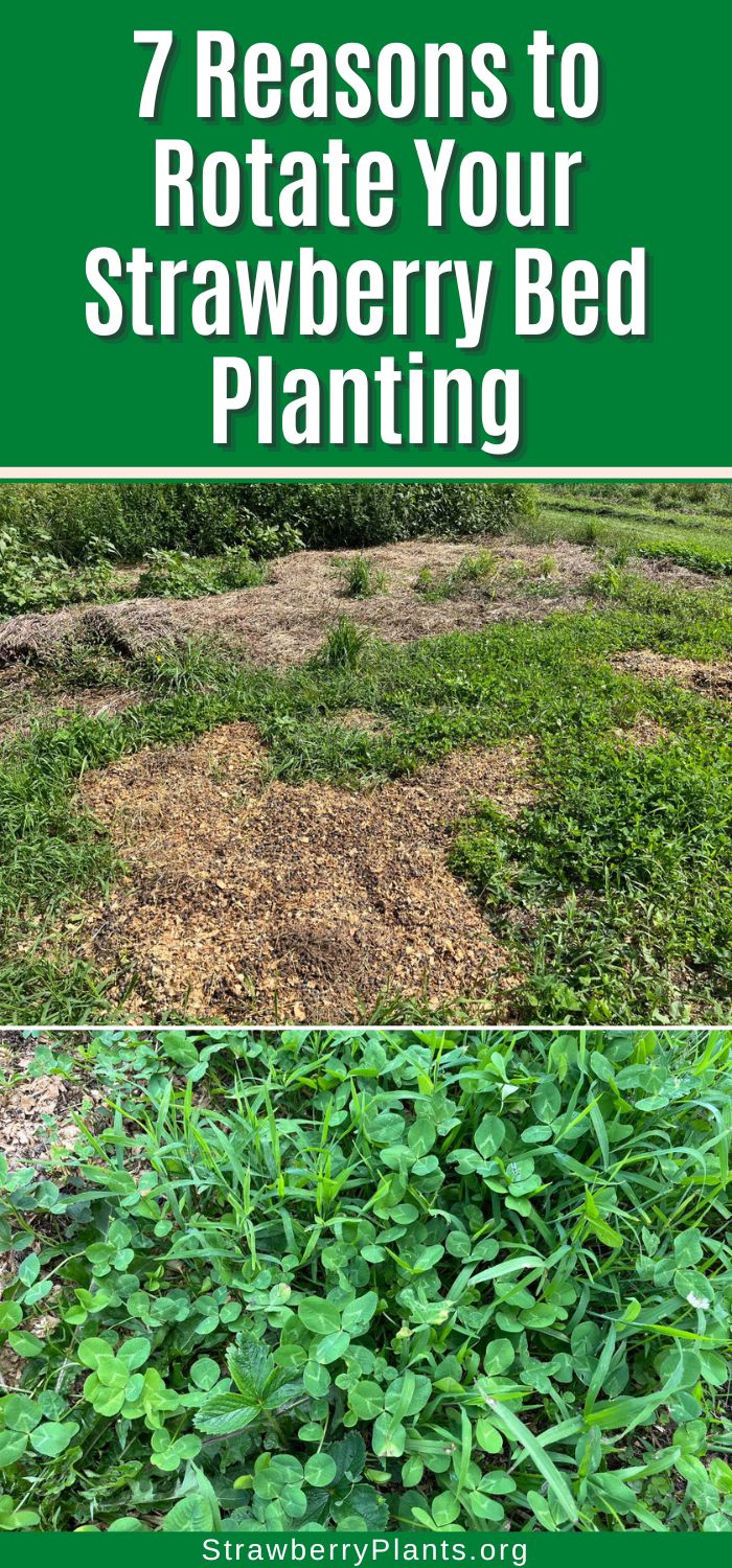 7 Reasons to Rotate Your Strawberry Bed Planting – Strawberry Plants