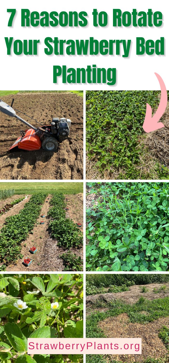 7 Reasons to Rotate Your Strawberry Bed Planting – Strawberry Plants