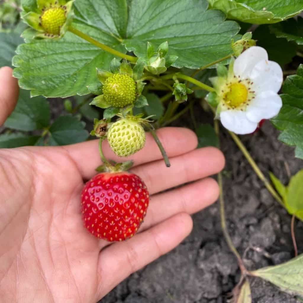 Strawberry Varieties Article Archives – Strawberry Plants