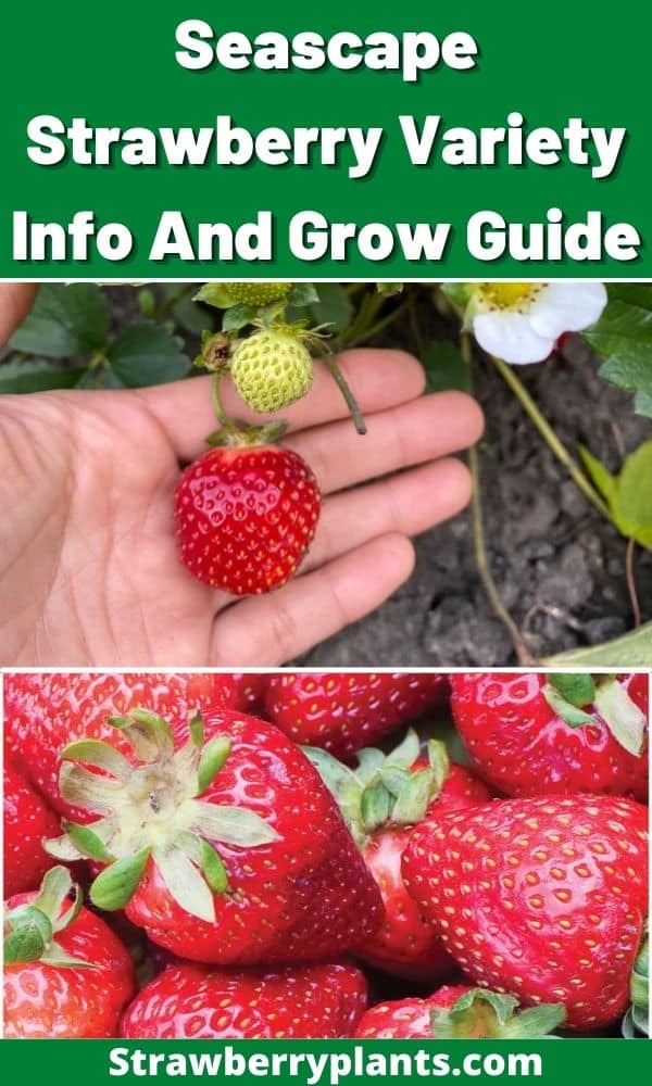 Seascape Strawberry Variety Info And Grow Guide Strawberry Plants