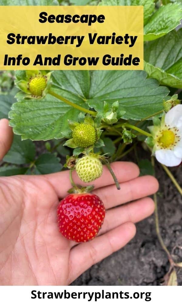 Seascape Strawberry Variety Info And Grow Guide Strawberry Plants