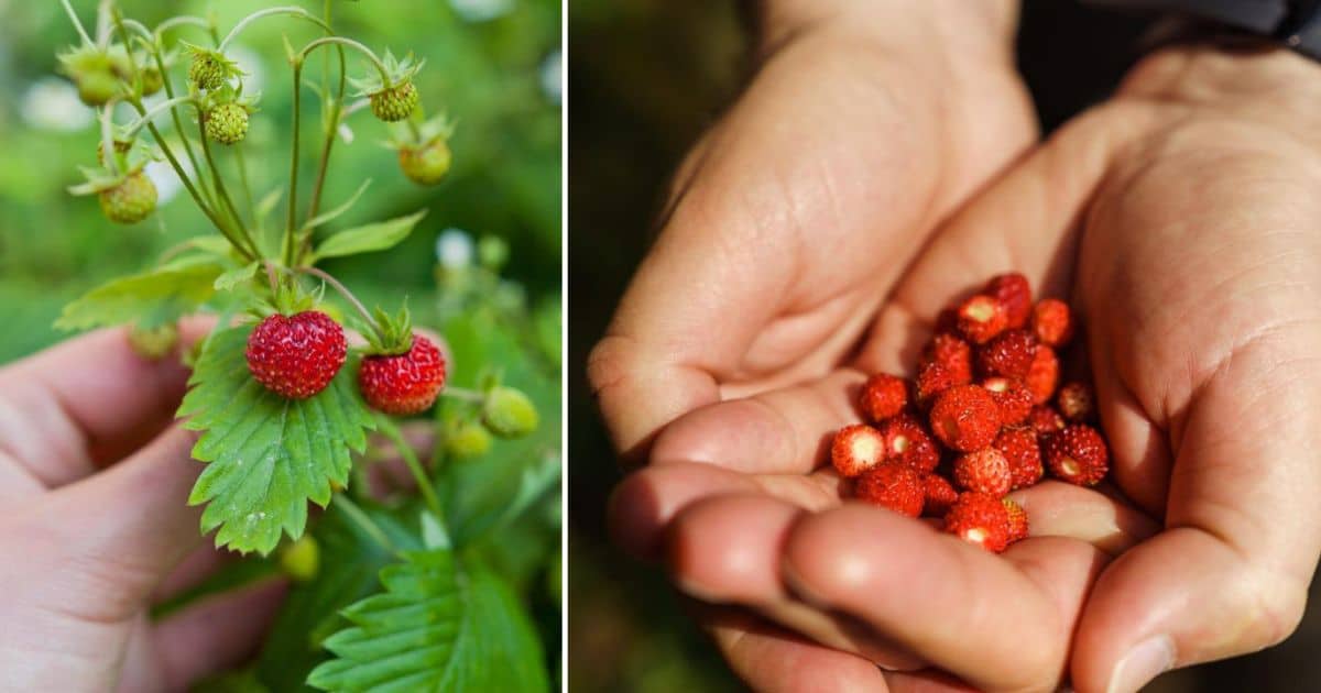 What Type of Strawberries Are Best for Shady Spaces? (+ Varieties ...