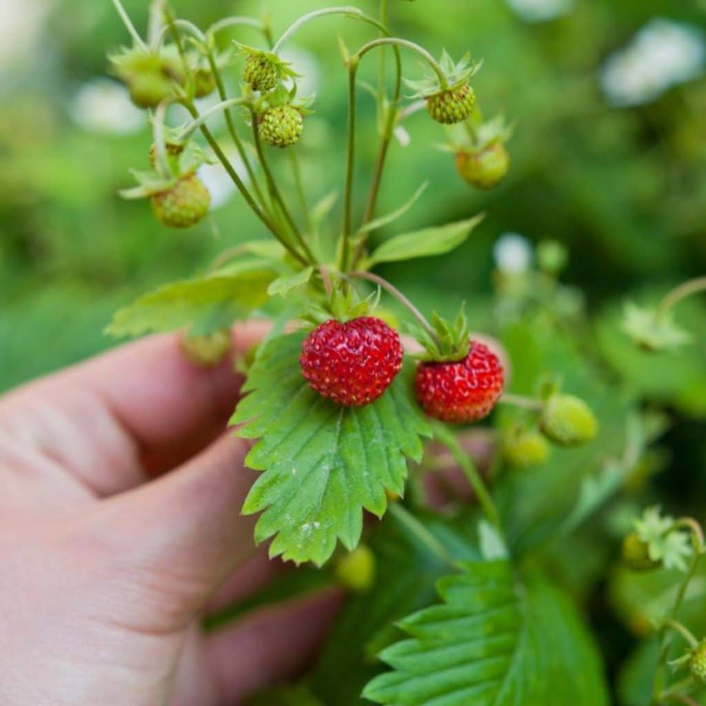 Growing Strawberries: The Definitive Guide (Updated 2022)