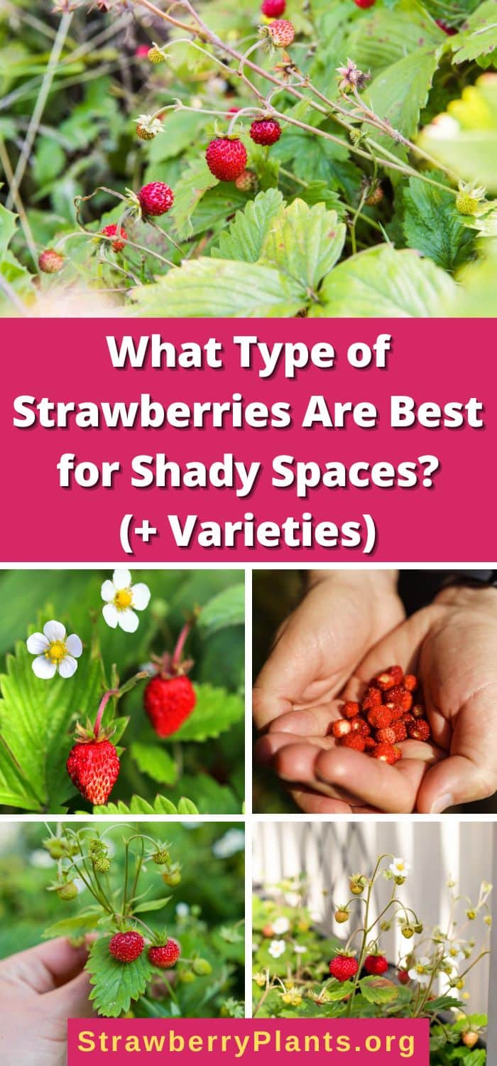 What Type of Strawberries Are Best for Shady Spaces? (+ Varieties ...