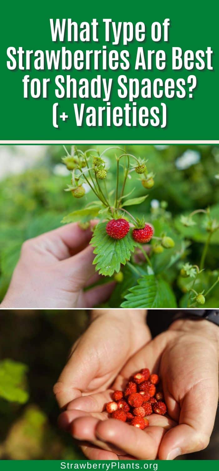 What Type of Strawberries Are Best for Shady Spaces? (+ Varieties ...