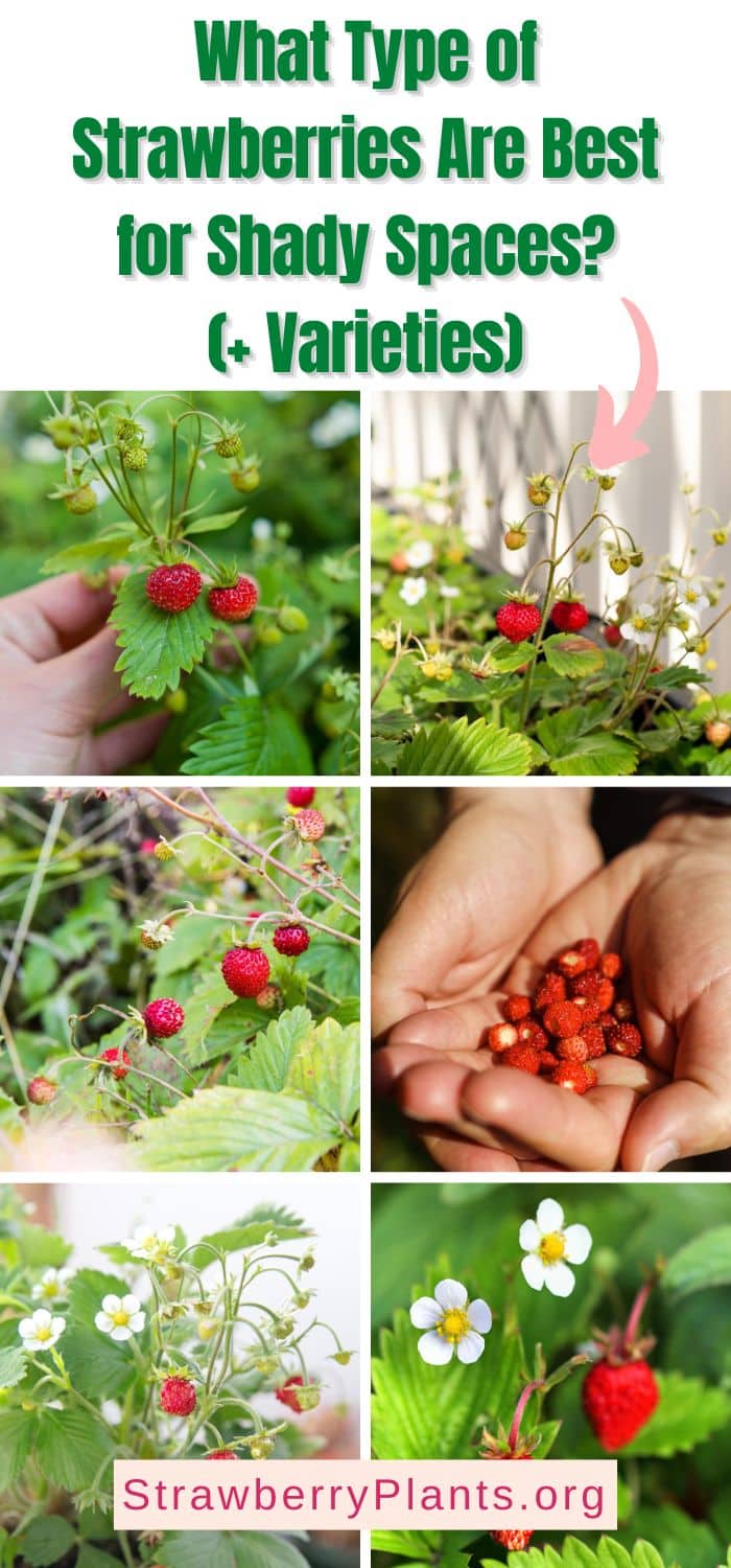 What Type of Strawberries Are Best for Shady Spaces? (+ Varieties ...